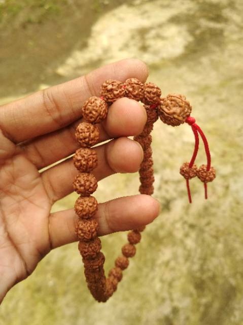 Jual Tasbih Kesehatan 33 Tasbeh Biji Jenitri Genitri Asli | Shopee ...