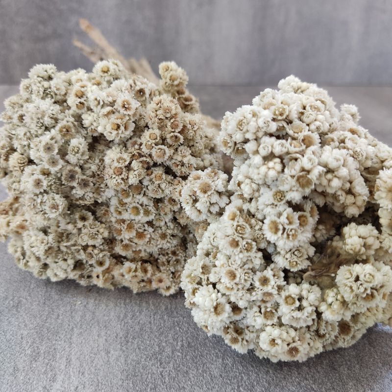 Jual BUNGA EDELWEIS JUMBO KERING / BUNGA ABADI / BUNGA RUSTIC | Shopee ...