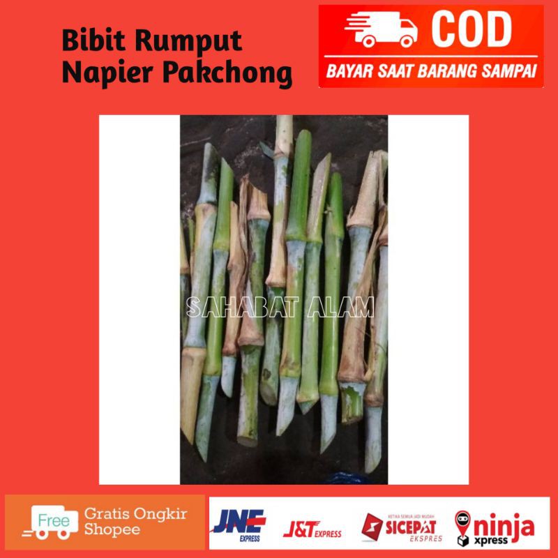 Jual Bibit Rumput Napier Pakchong per stek , 1 kg isi 30 stek , gajahan ...