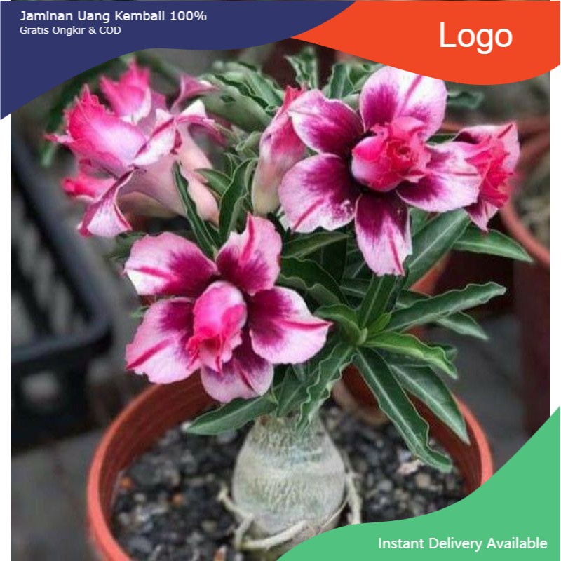 Jual Adenium / adenium bunga tumpuk / kemboja / kamboja jepang adenium ...