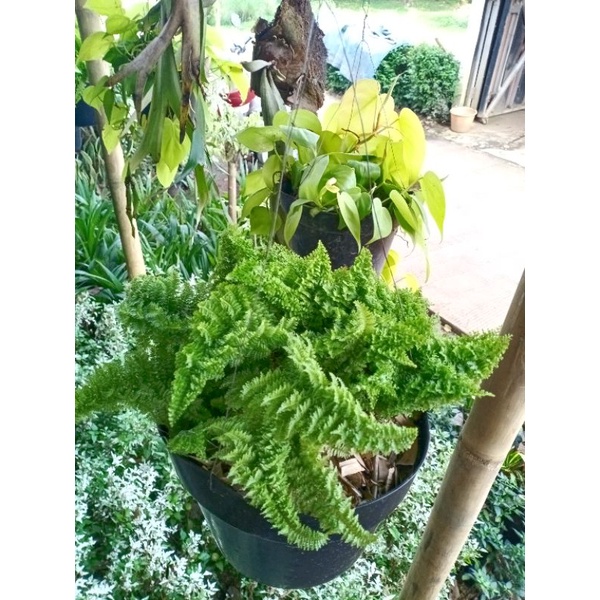 Jual Tanaman Hias Pakis Embun - Pohon Hias Hidup - Bunga Gantung ...