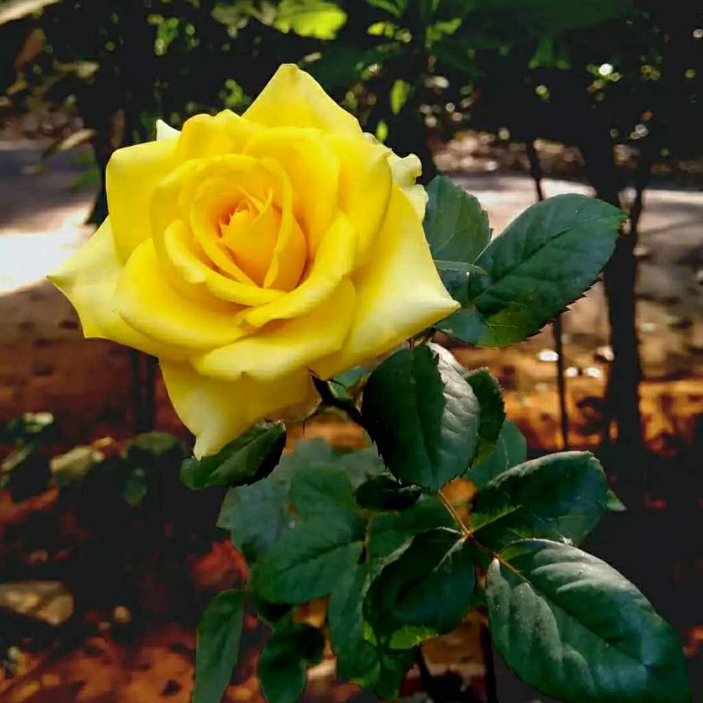 Jual TANAMAN HIDUP BUNGA MAWAR WARNA KUNING BIBIT BUNGA MAWAR TERBAIK ...