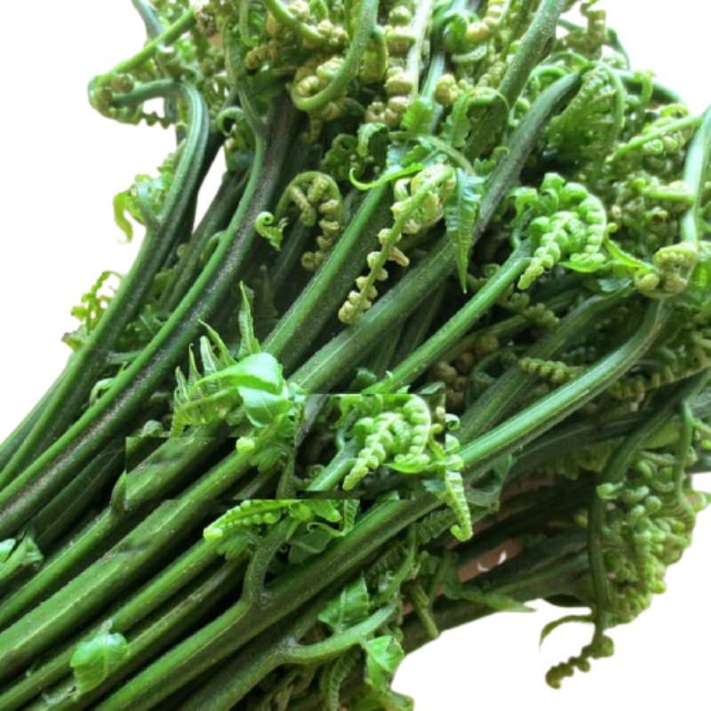 Jual pakis sayur segar 500 gram sayuran pakis mantap | Shopee Indonesia