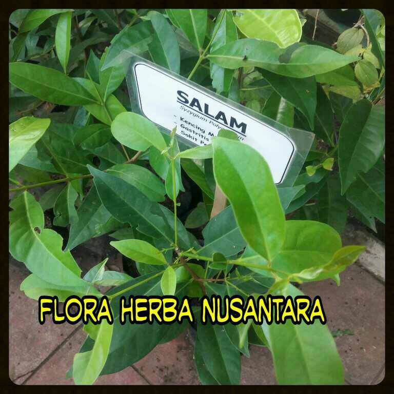 Jual Tanaman Obat Daun Salam ( Syzygium Polyanthum ) Keren | Shopee ...