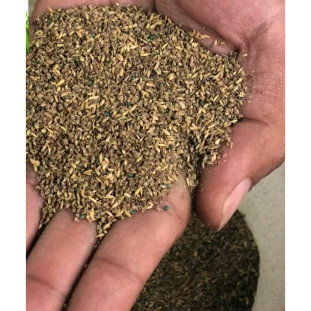 Jual Biji Rumput Zoysia Matrela - benih biji rumput siap tanam Murah ...