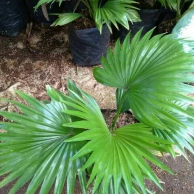 Jual Pohon palem saden minyak/palem bintang | Shopee Indonesia