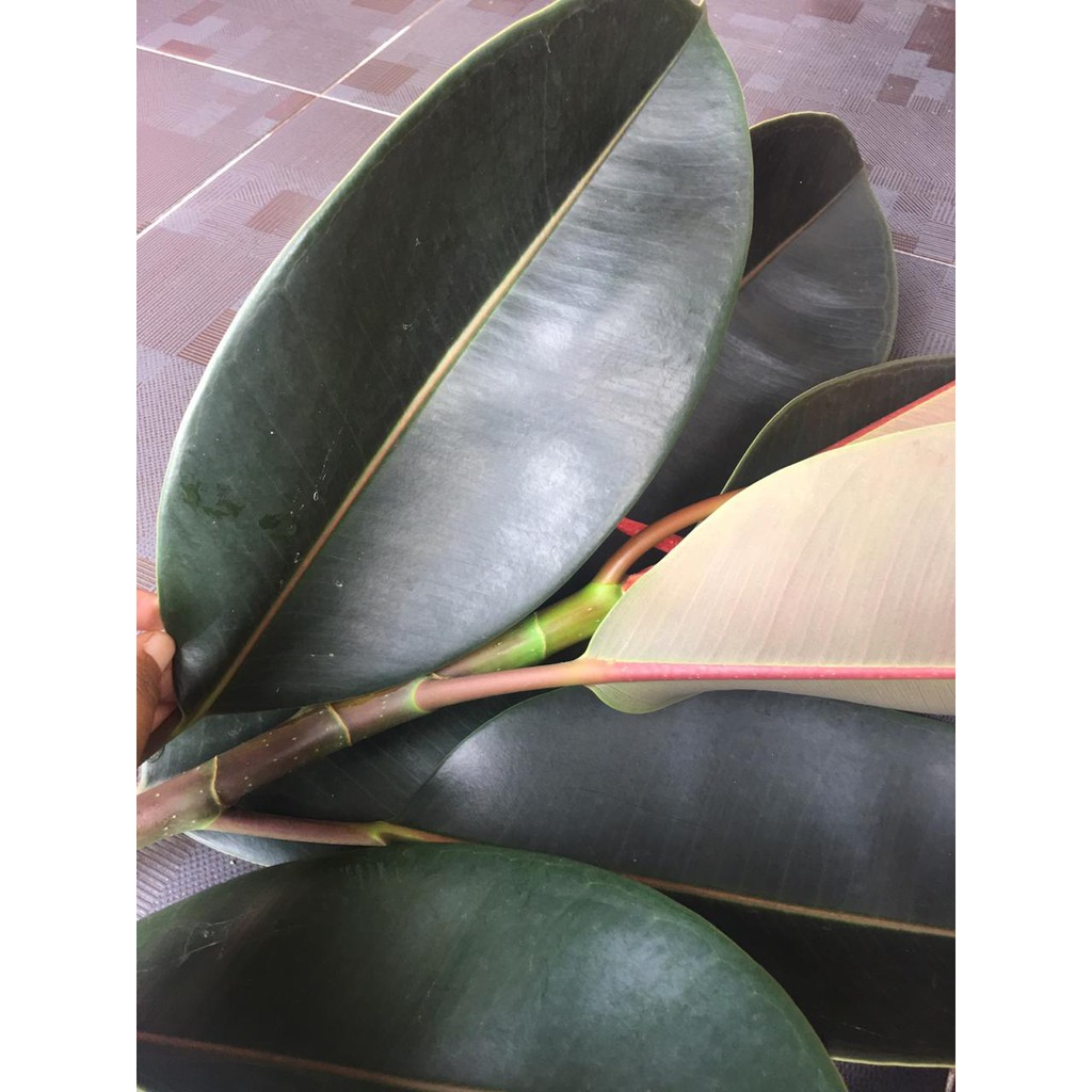 Jual Daun Karet Kebo (untuk Stroke) 1 kg | Shopee Indonesia