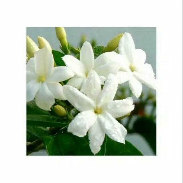 Jual Tanaman melati kampung wangi | Shopee Indonesia