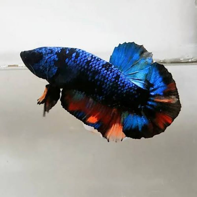 Jual ikan cupang avatar / cupang nemo avatar cooper / cupang avatar ...