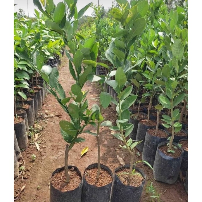 Jual Bibit buah jeruk lemon tinggi 15 cm | Shopee Indonesia