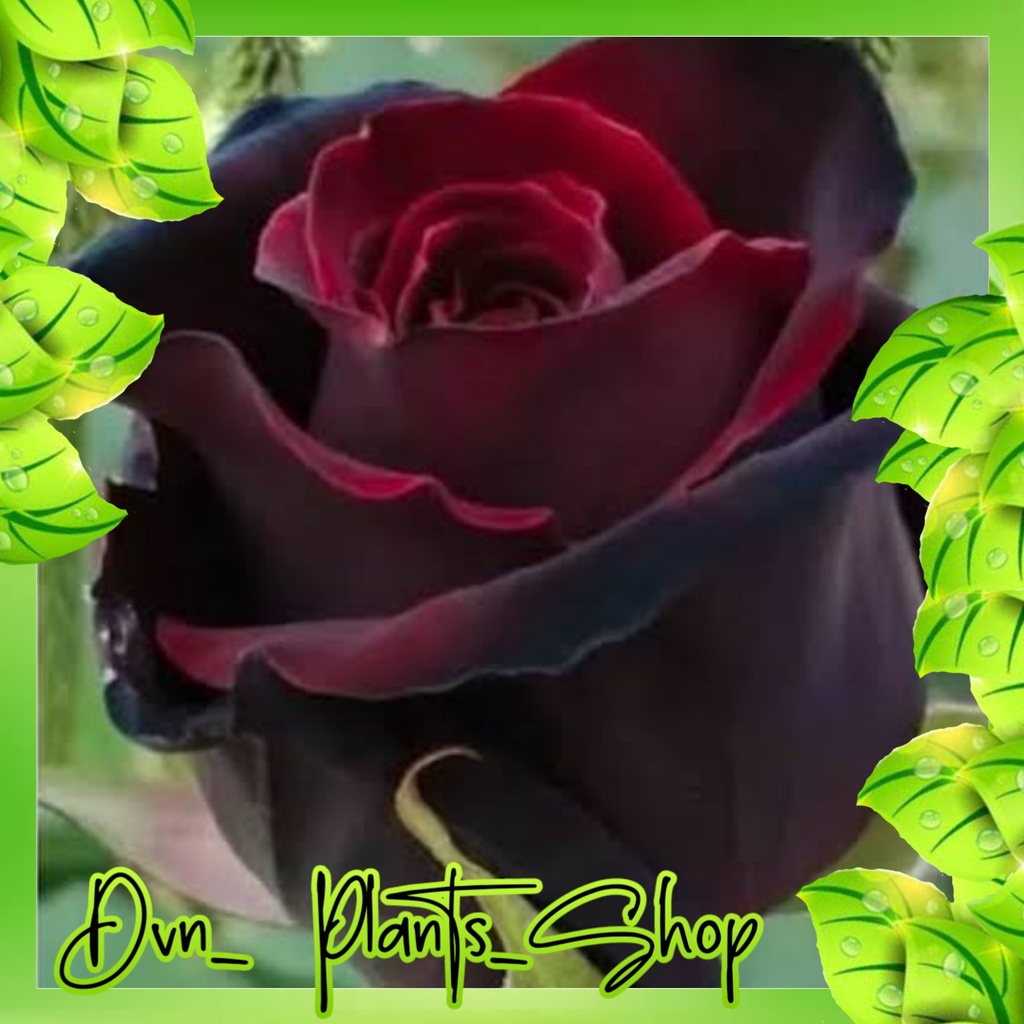 Jual tanaman hias mawar black rose / mawar hitam | Shopee Indonesia