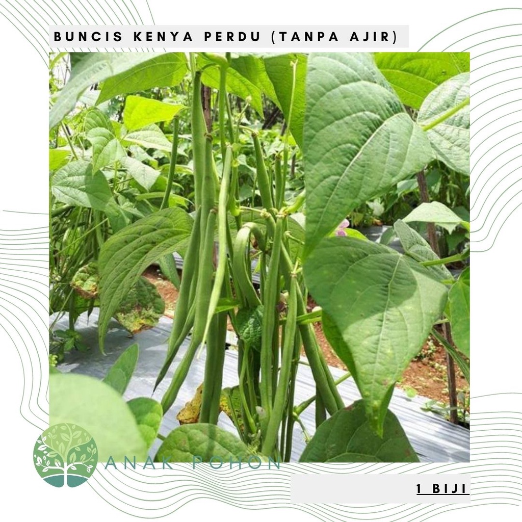 Jual Benih Bibit Biji - Buncis Kenya Tipe Perdu Tegak Tanpa Ajir Seeds ...