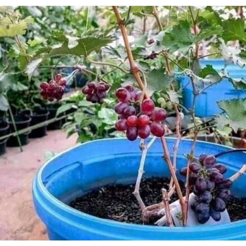 Jual BIBIT ANGGUR GENJAH ( BELI 1 FREE 2 BIBIT ) | Shopee Indonesia