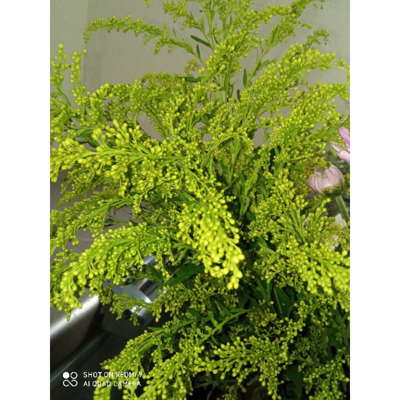 Jual solidago fresh flower bunga potong Tangerang gading serpong ...
