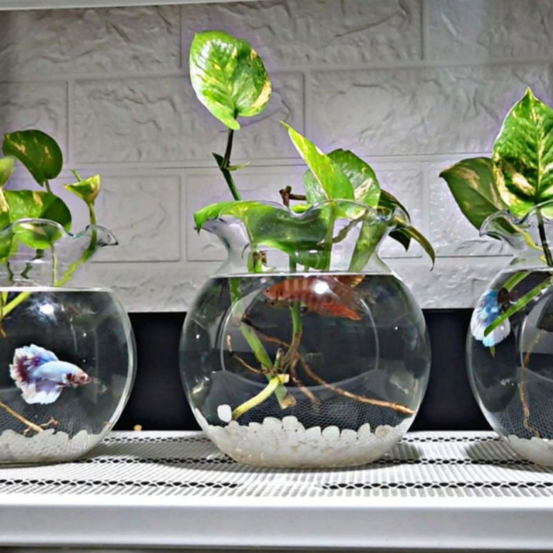 Jual AQUARIUM 12,3L - 7,2L- 3,7L - AQUARIUM BULAT KACA - AQUARIUM HIAS ...