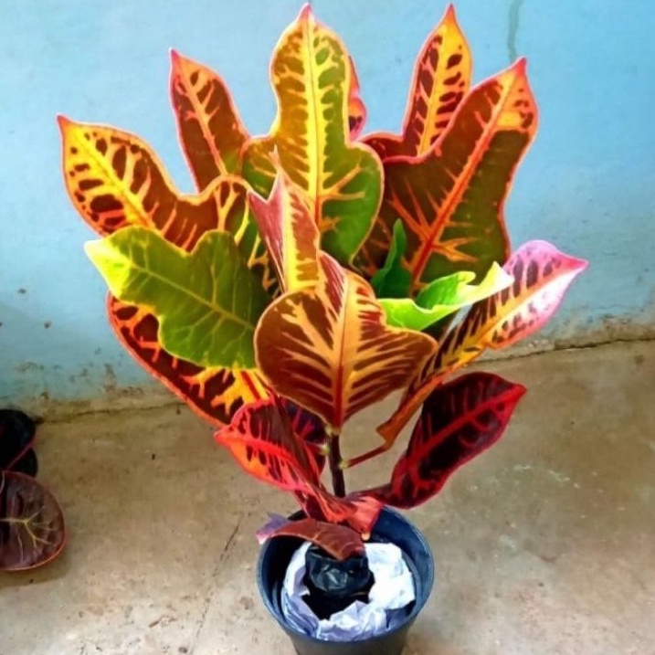 Jual ( BISA COD ) TERMURAH! Tanaman Hias Puring Jojon / Pohon Puring ...