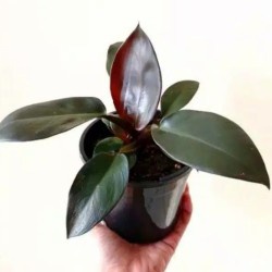 Jual Tanaman Hias Philodendron Red Congo / Philo Red Congo Compacta ...