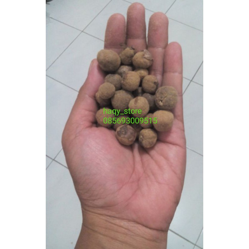 Jual benih jati tectona grandis 1000gr | Shopee Indonesia
