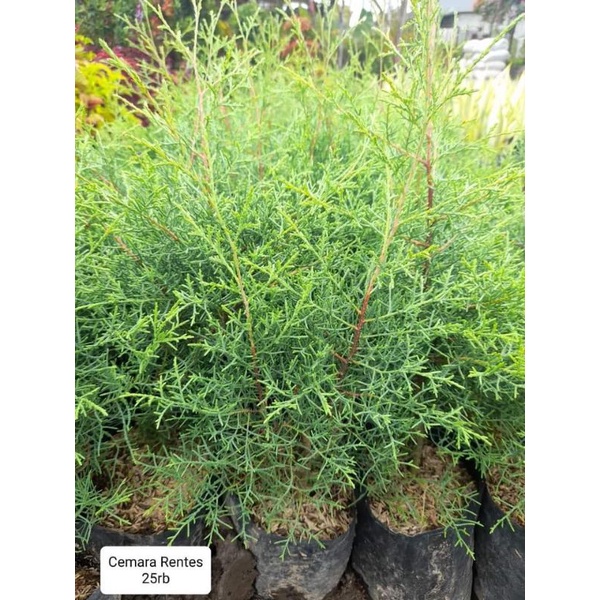 Jual bibit tanaman cemara hias rentes tinggi 40 cm | Shopee Indonesia