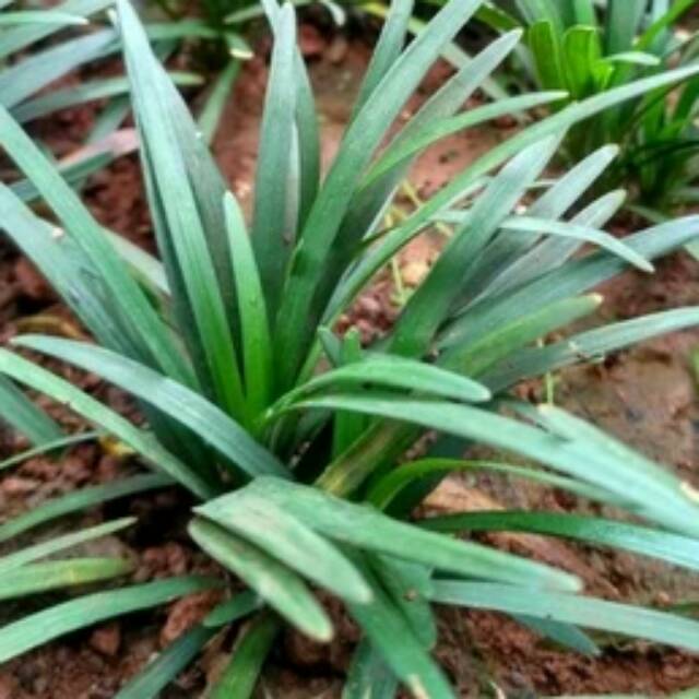 Jual tanaman hias Carex morrowii /kucai mini | Shopee Indonesia
