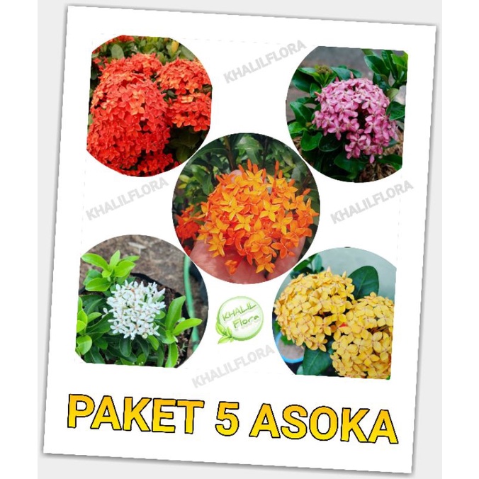 Jual PAKET TANAMAN HIAS ASOKA - BUNGA ASOKA MINI HIDUP 5 JENIS | Shopee ...