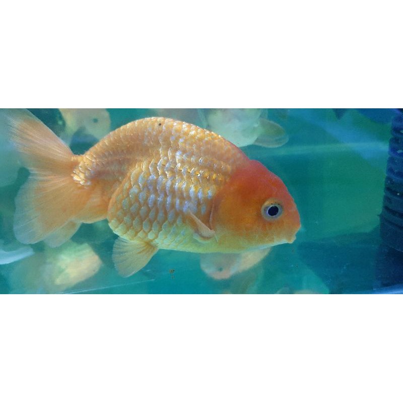 Jual ikan koki Ranchu jumbo | Shopee Indonesia