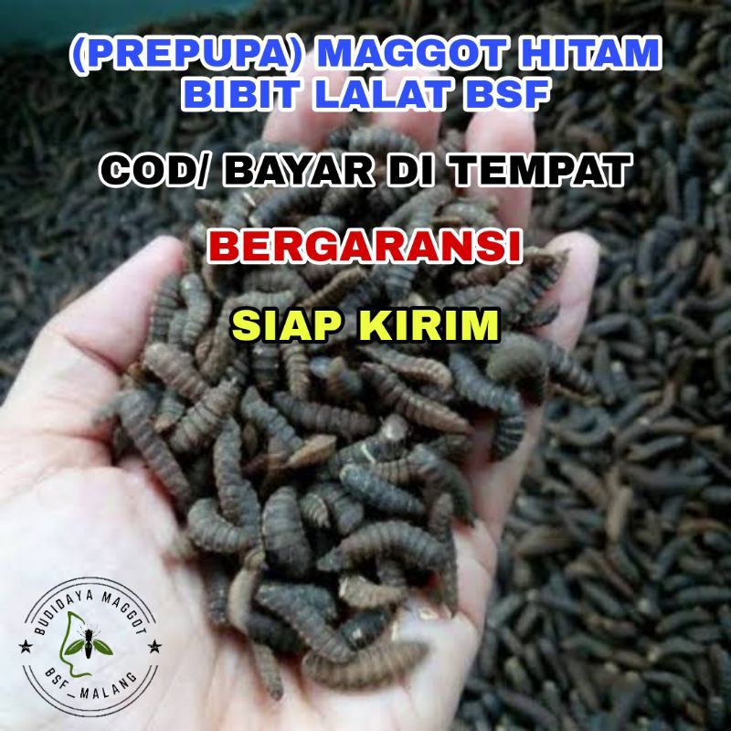 Jual Pupa Prepupa Maggot Hitam BSF /Pupa Lalat BSF/BIBIT MAGGOT BSF ...