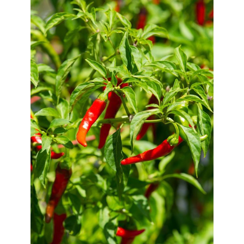 Jual 25 cabai rawit padi Chili/Chilli Padi Organic Birds Eye Chilli ...