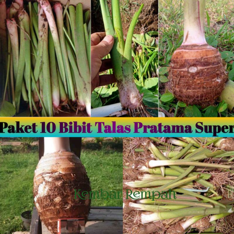 Jual Bibit talas pratama 2 super original (10 bibit) | Shopee Indonesia