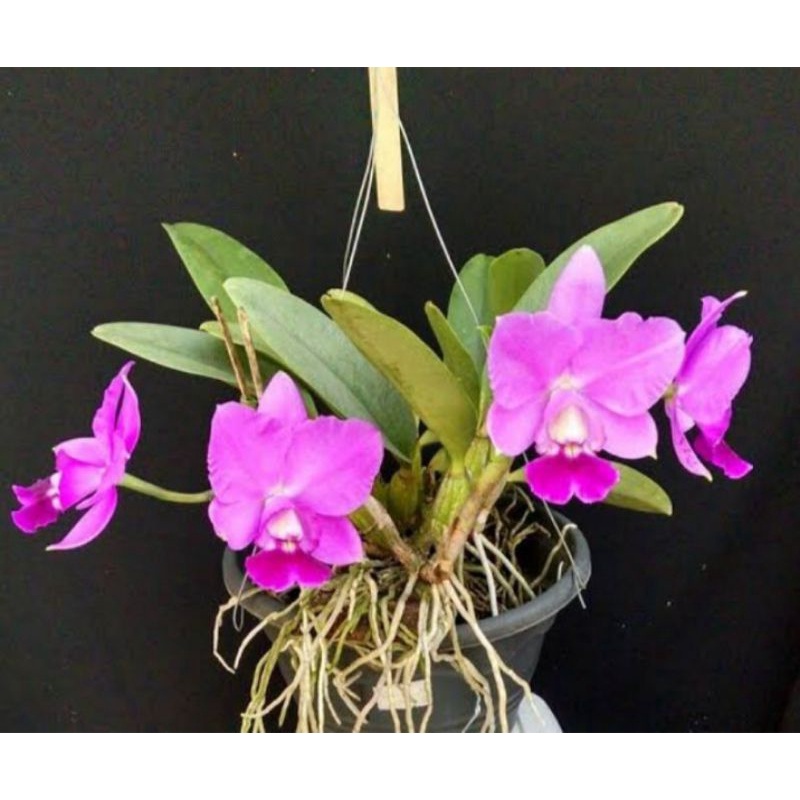 Jual Cattleya aloha case ching Hua | Shopee Indonesia