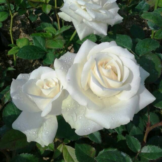 Jual Mawar Putih Jumbo ( hidup) | Shopee Indonesia