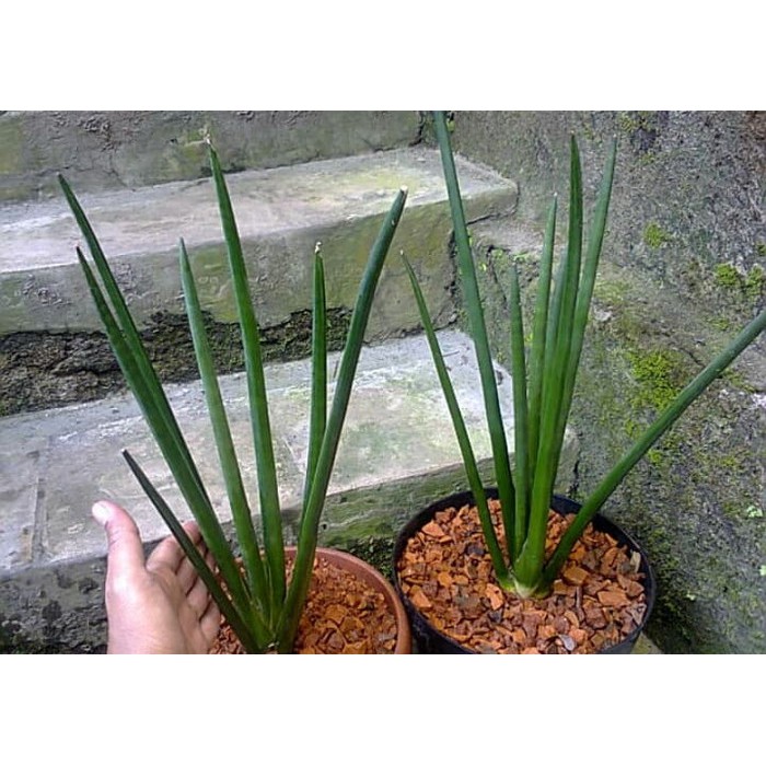 Jual Tanaman SENSIVERA | sensivera belut | sensivera | lidah martua ... Jual Tanaman SENSIVERA | sensivera belut | sensivera | lidah martua ...