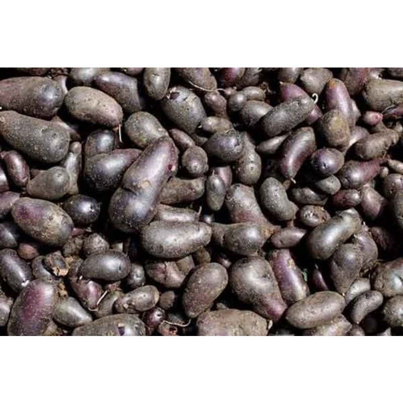 Jual Kumbili / Gembili /Ubi / kentang hitam | Shopee Indonesia