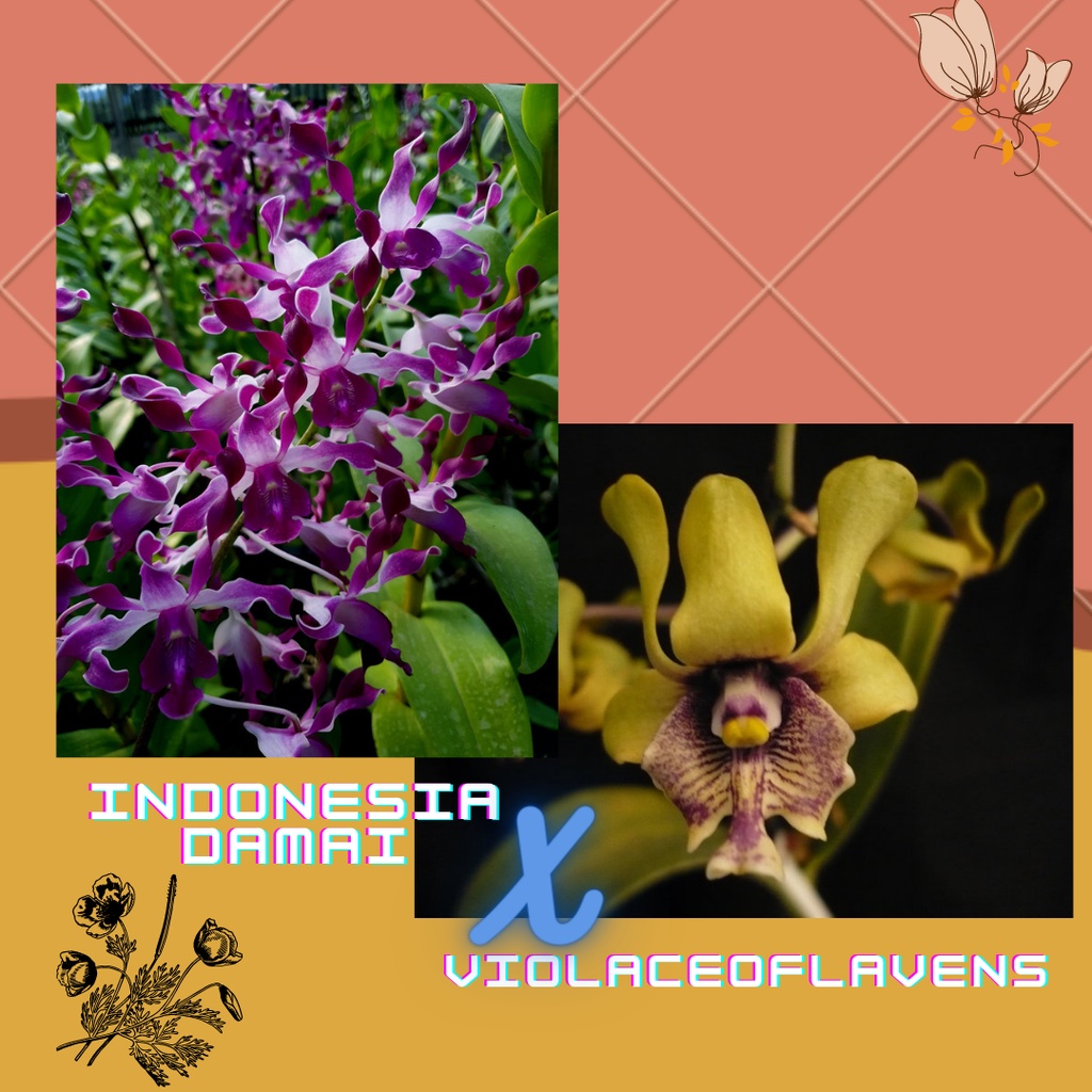 Jual DD orchid Seedling Dendrobium Indonesia Damai X violaceoflavens ...