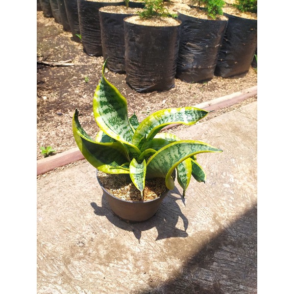 Jual sansivera twister/tsunami | Shopee Indonesia