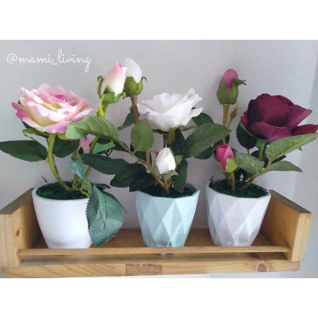 Jual MV Bunga mawar bludrubdengan pot | Shopee Indonesia