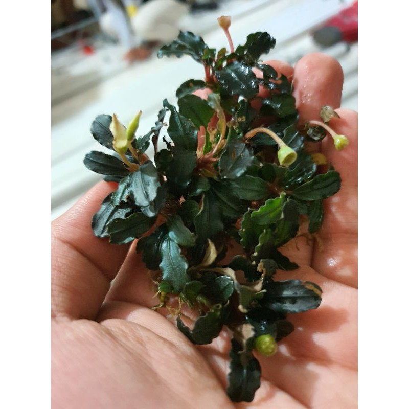 Jual Bucephalandra Brownie Phantom (Mini Clump) | Shopee Indonesia
