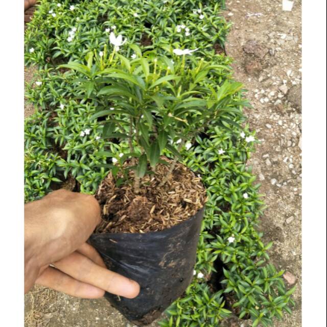 Jual Sabrina Mini - Tanaman Hias Sabrina Mini /Rombusa mini | Shopee ...