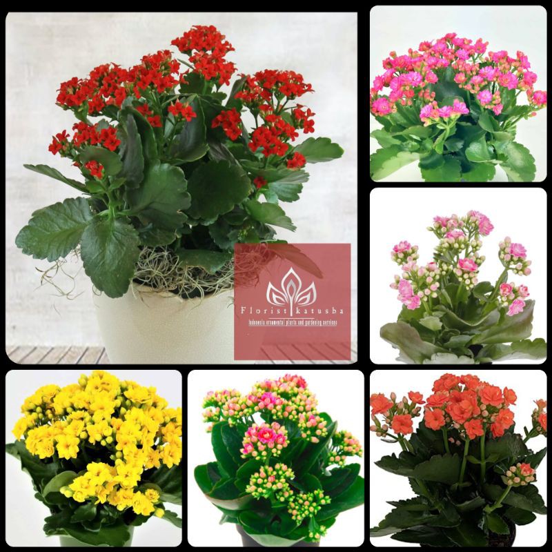 Jual paket tanaman hias bunga calandiva 6 warna | Shopee Indonesia