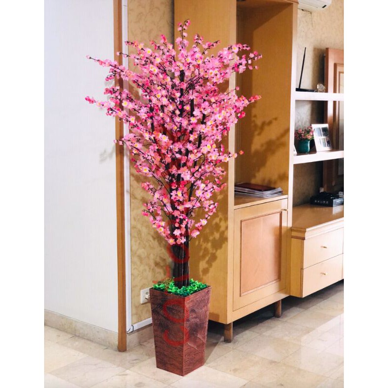 Jual Pohon Imlek Meihua Sincia Angpao Sakura Xincia Tanaman Pot Bunga ...