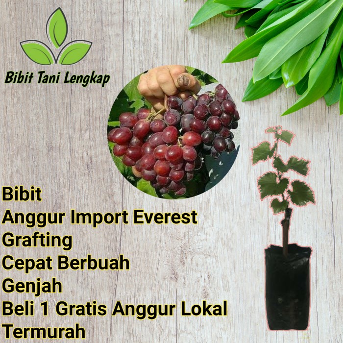 Jual Bibit Tanaman Buah Anggur Everest import (cepat berbuah) | Shopee ...