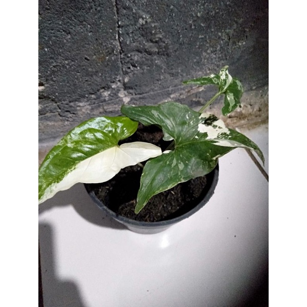 Jual tanaman hias senggonium parigata | Shopee Indonesia