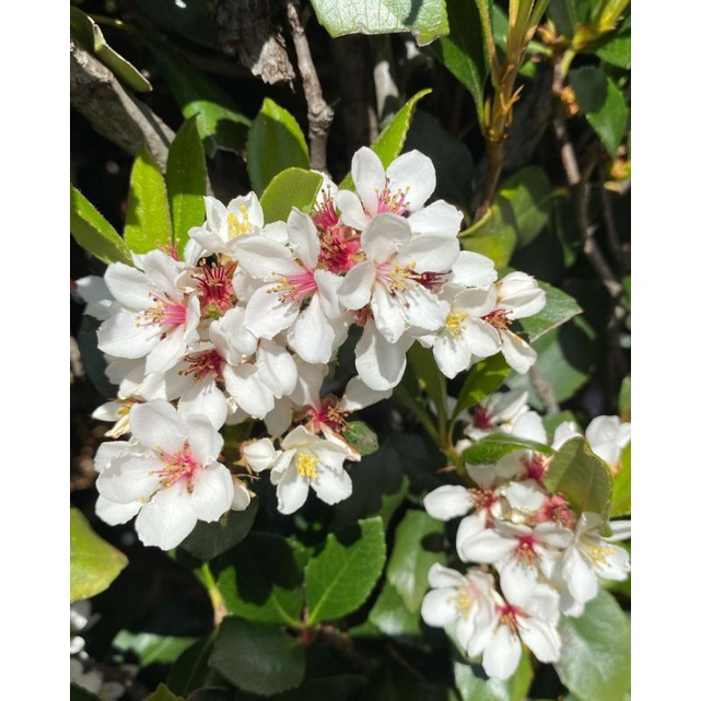 Jual Bibit tanaman semak/pohon bunga Indian hawthorn (Rhaphiolepsis ...