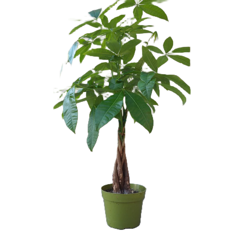 Jual Tanaman Hias Pachira Money Tree | Shopee Indonesia