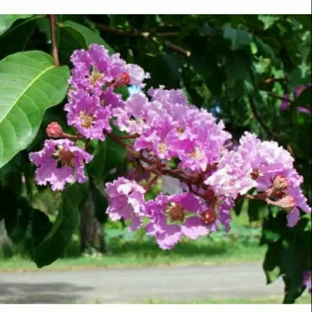 Jual Bibit Tanaman Bunga Bungur | Shopee Indonesia