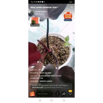 Jual tanaman hias black cardinal+dark lord | Shopee Indonesia
