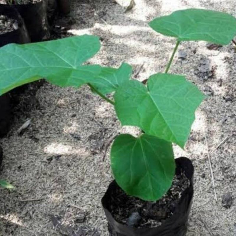 Jual bibit pohon jarak pagar | Shopee Indonesia