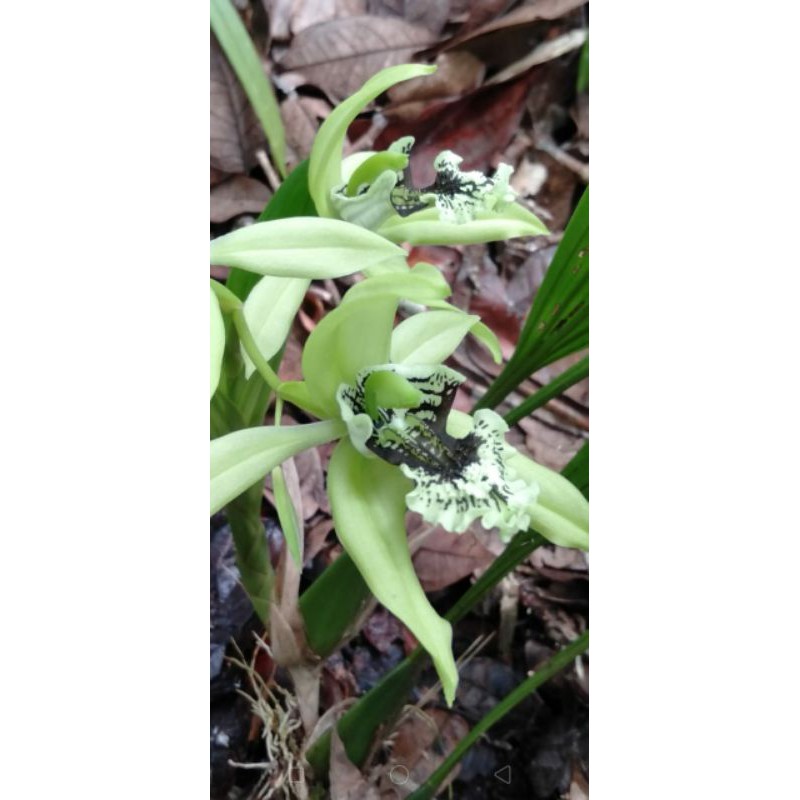 Jual anggrek pandurata | Shopee Indonesia