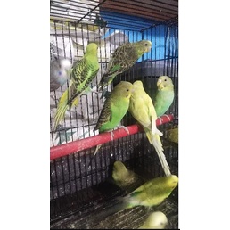 Jual Burung Parrot Parkit Warna | Shopee Indonesia