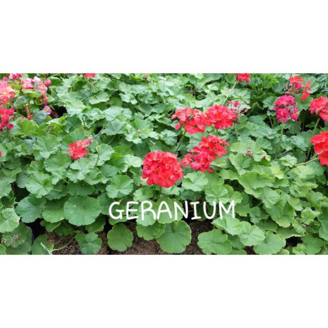 Jual GERANIUM | Shopee Indonesia